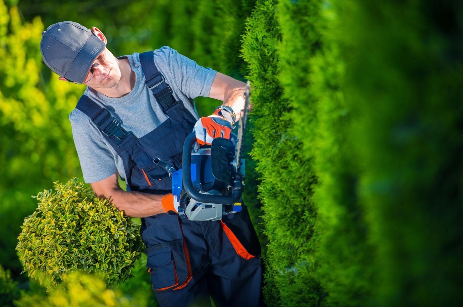 Tree Maintenance - Armor Courts